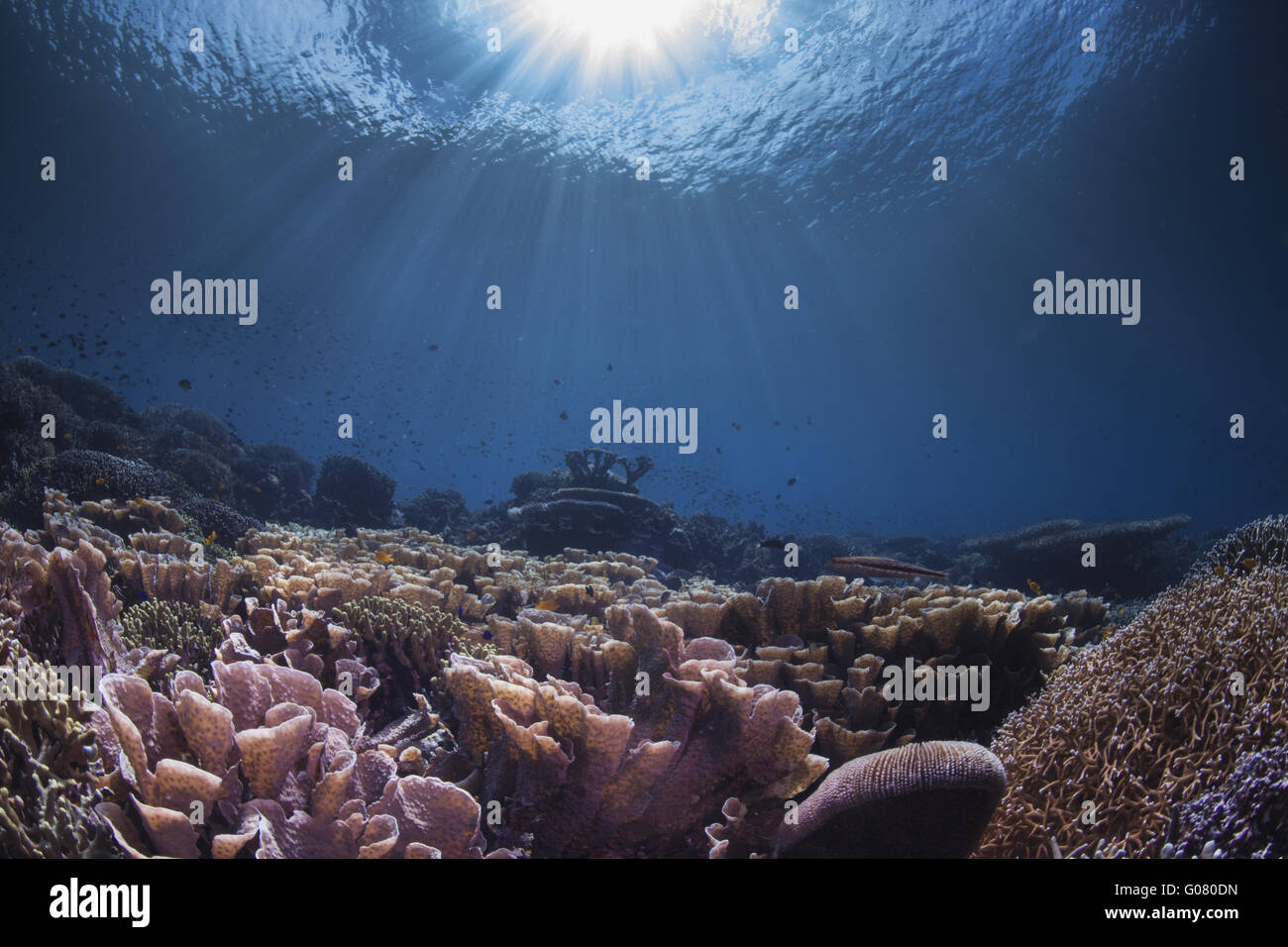 colourful reef scape Stock Photo - Alamy