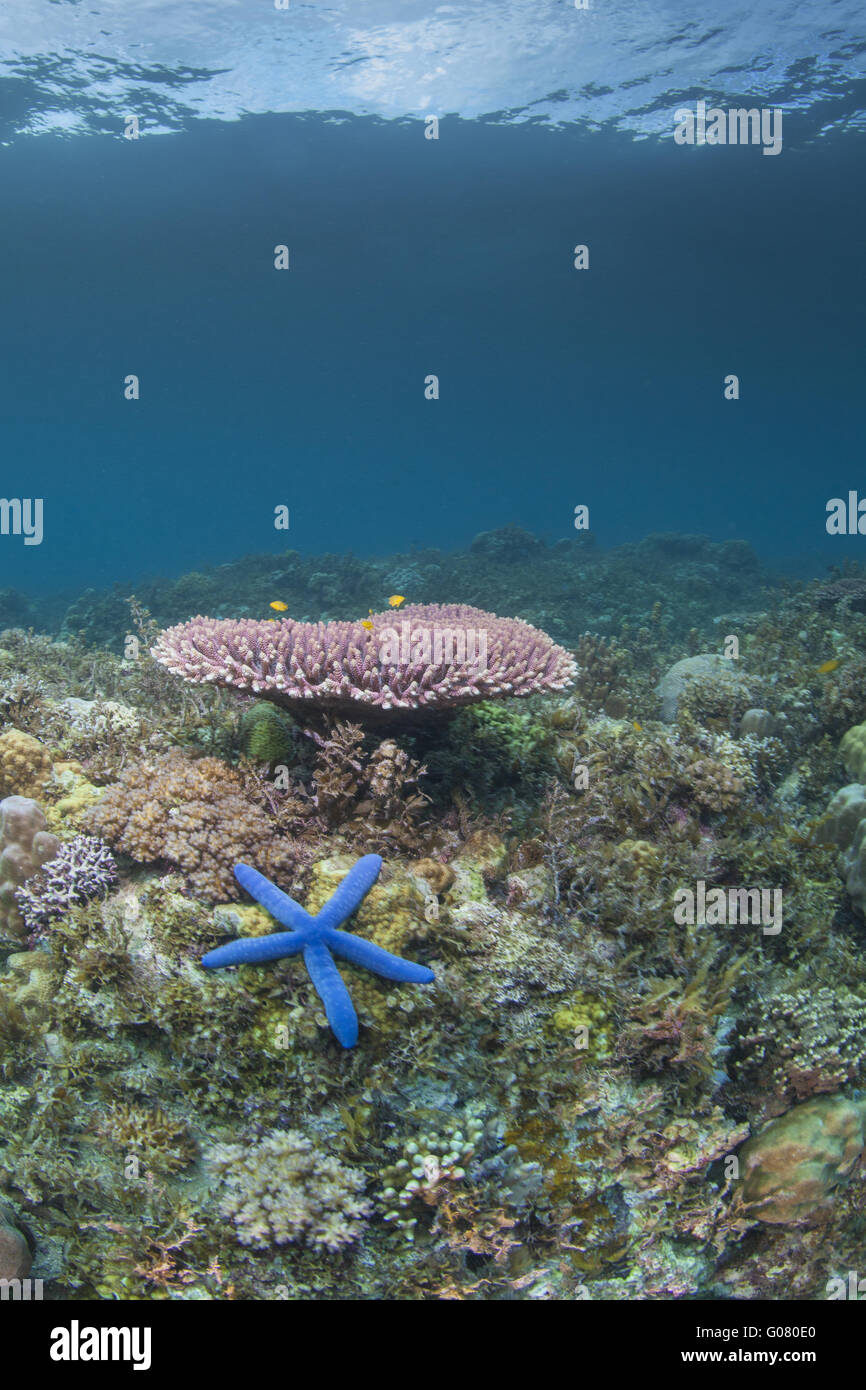 Healthy marine life hi-res stock photography and images - Alamy