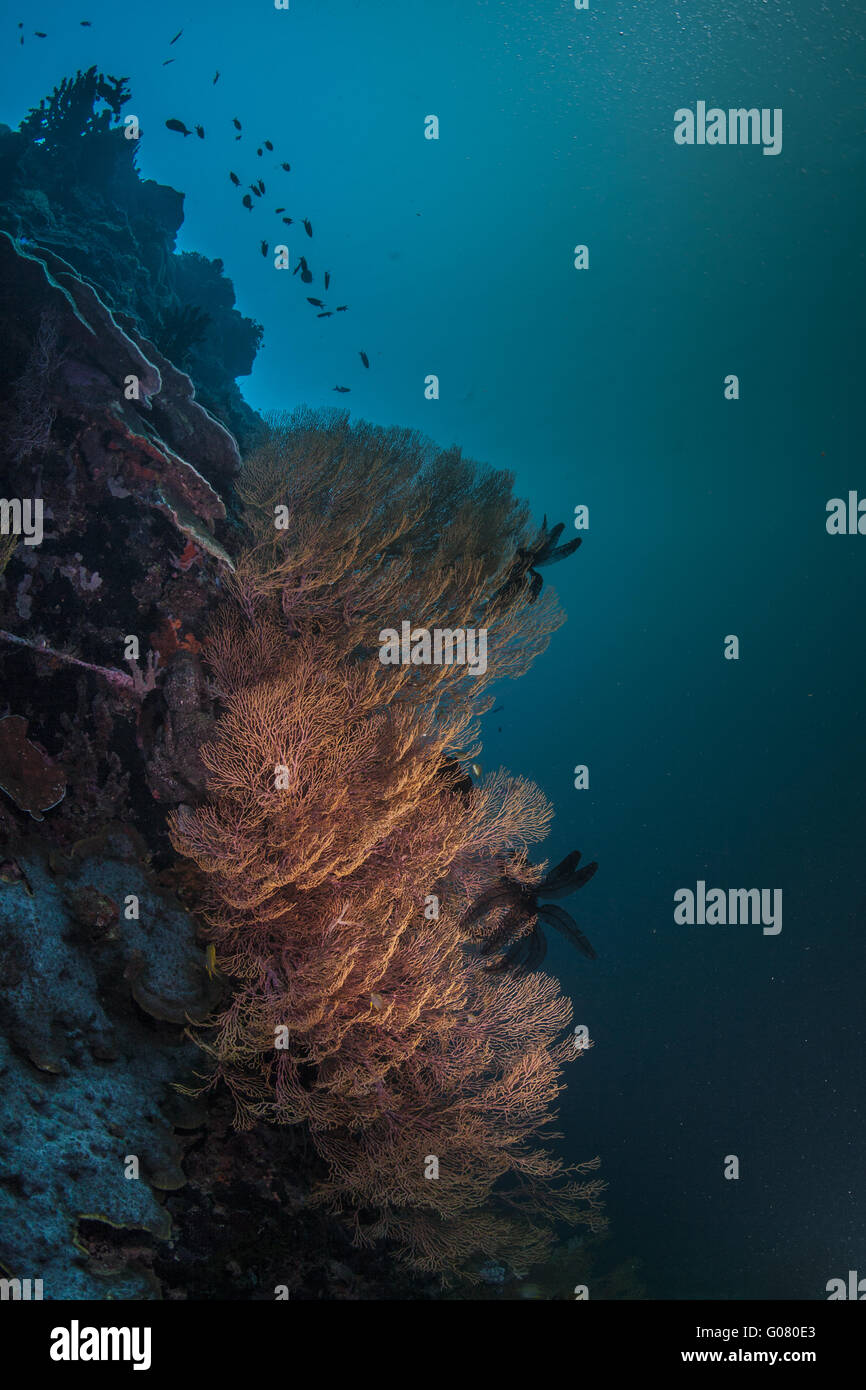 Healthy marine life hi-res stock photography and images - Alamy