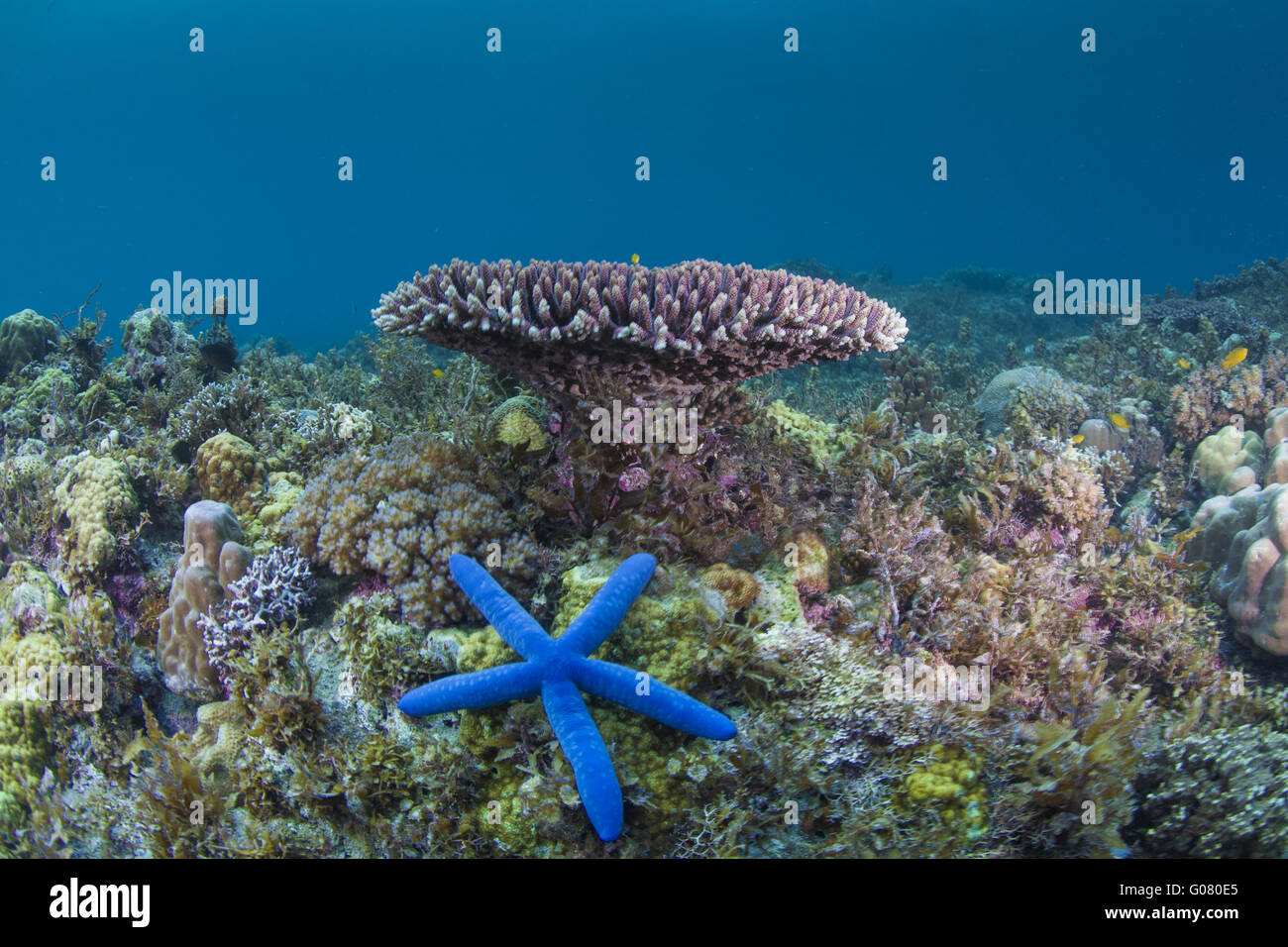 Healthy east asia hi-res stock photography and images - Alamy