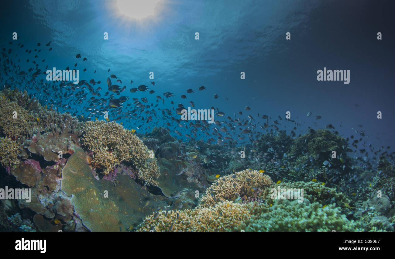 schooling fish on a healthy reef Stock Photo - Alamy