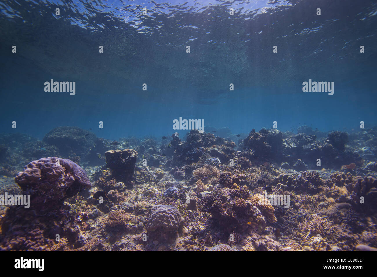 Reef scape hi-res stock photography and images - Alamy