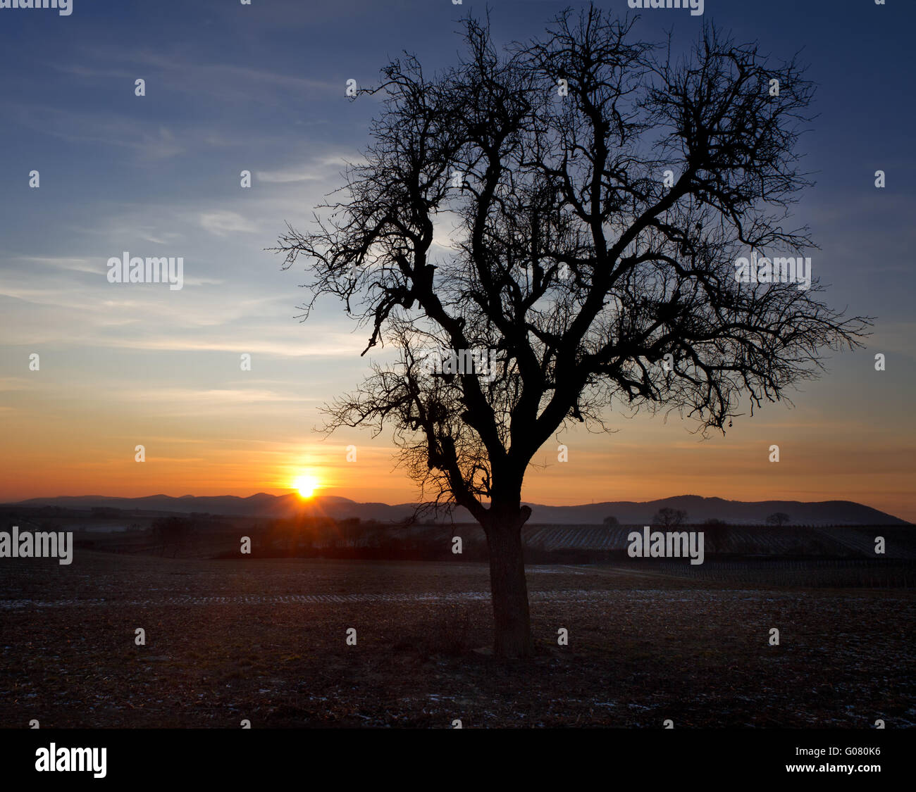 Single tree at su Stock Photo - Alamy