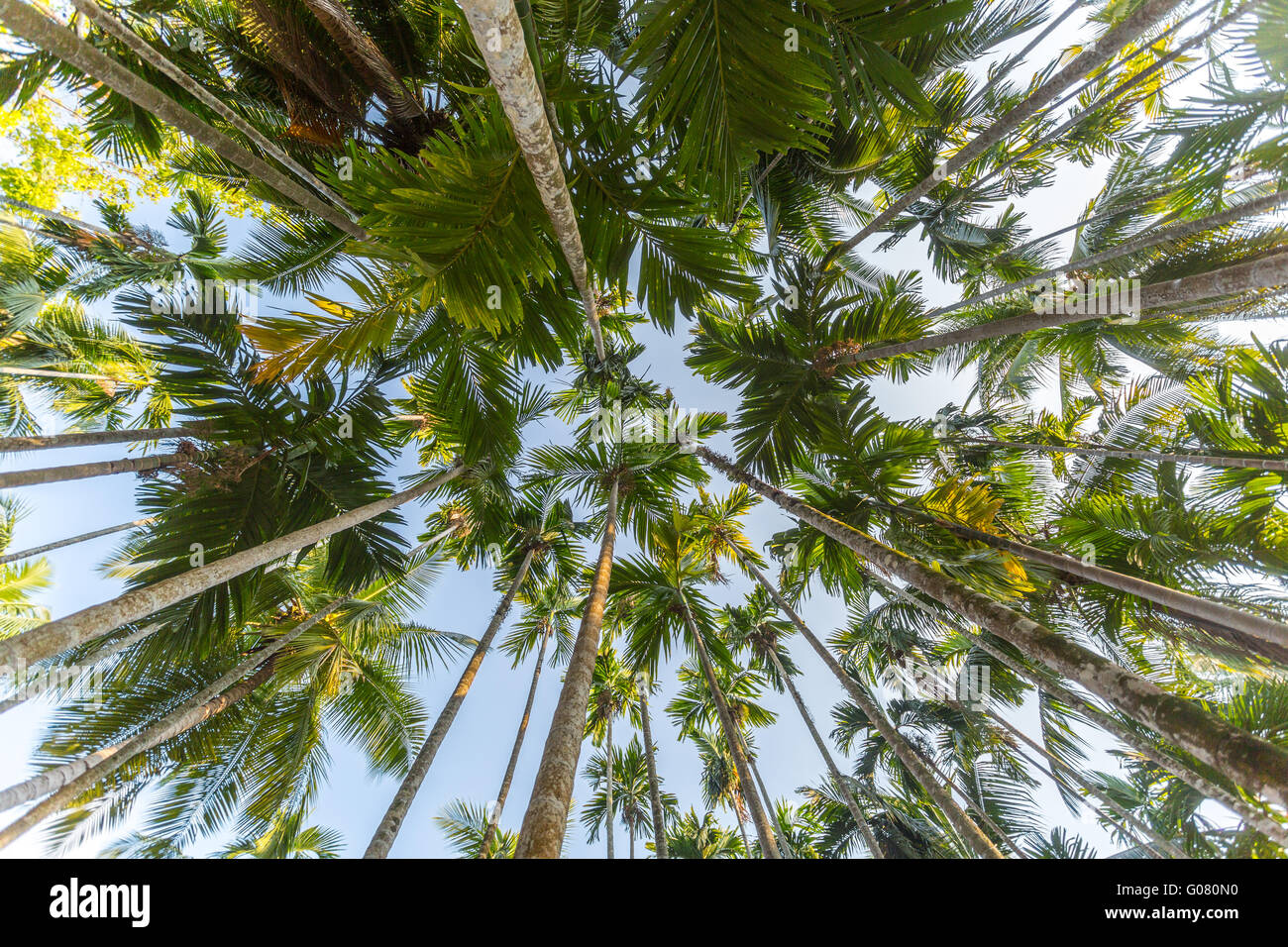 An image looking up at tall palm trees against a blue sky on Andaman ...
