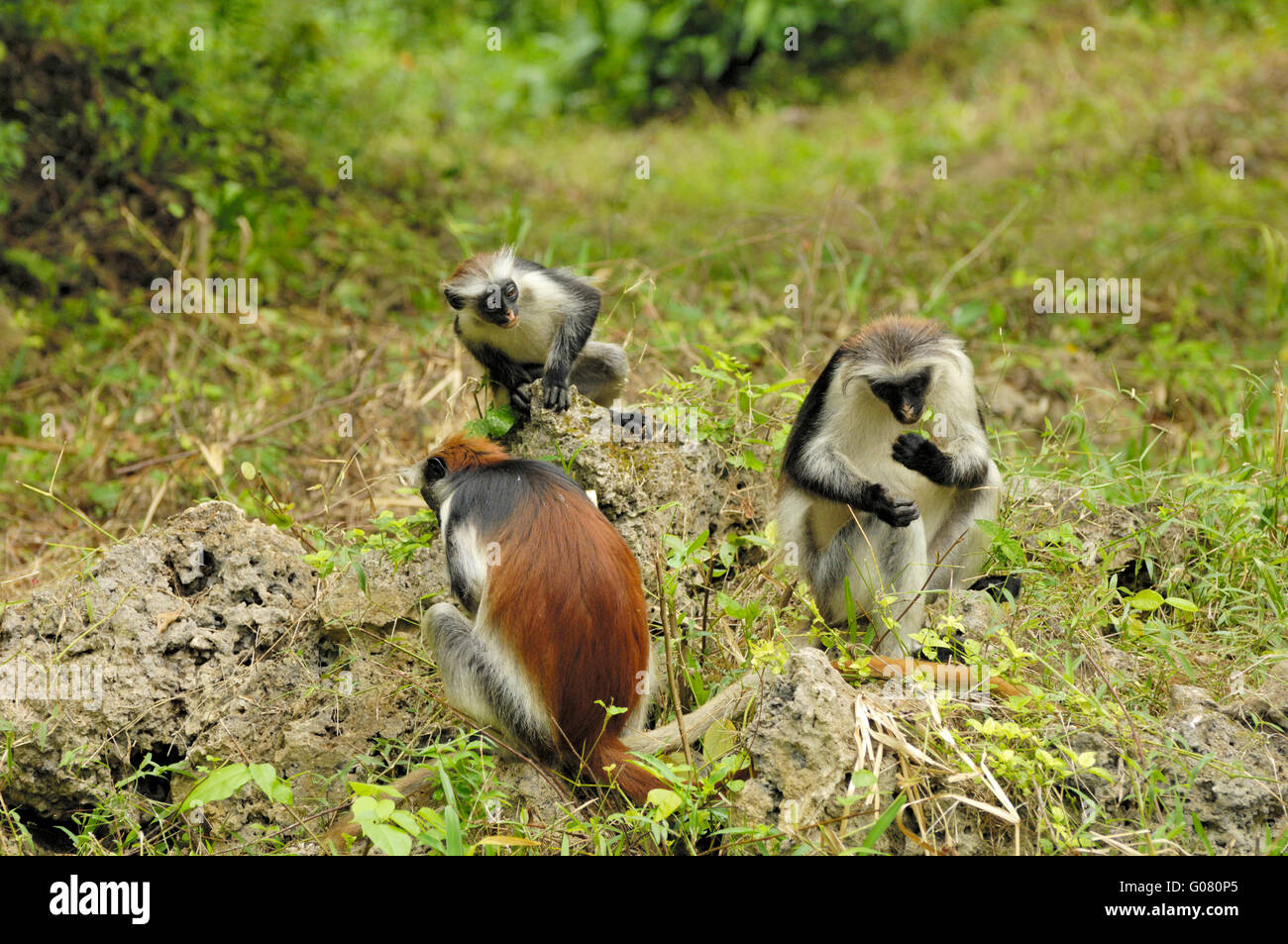 Zanzibar red colobus monkey, Jozani Forest Stock Photo - Alamy Zanzibar red colobus monkey, Jozani Forest Stock Photo - Alamy