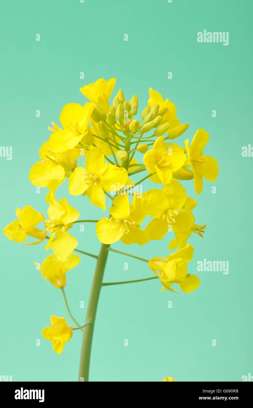 Flower of rape Stock Photo - Alamy