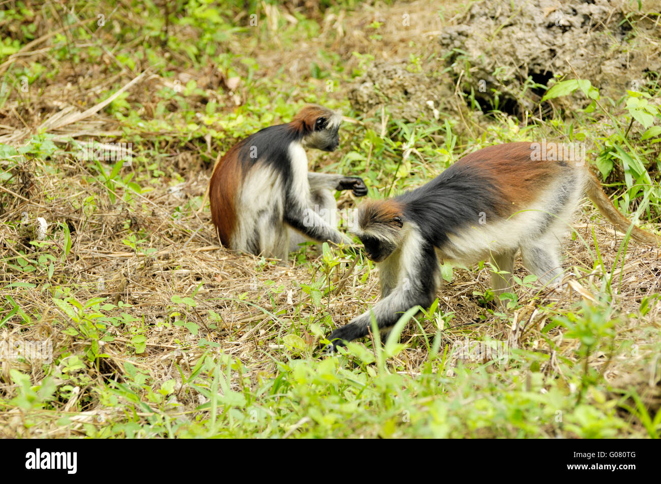 Monkey walk hi-res stock photography and images - Alamy