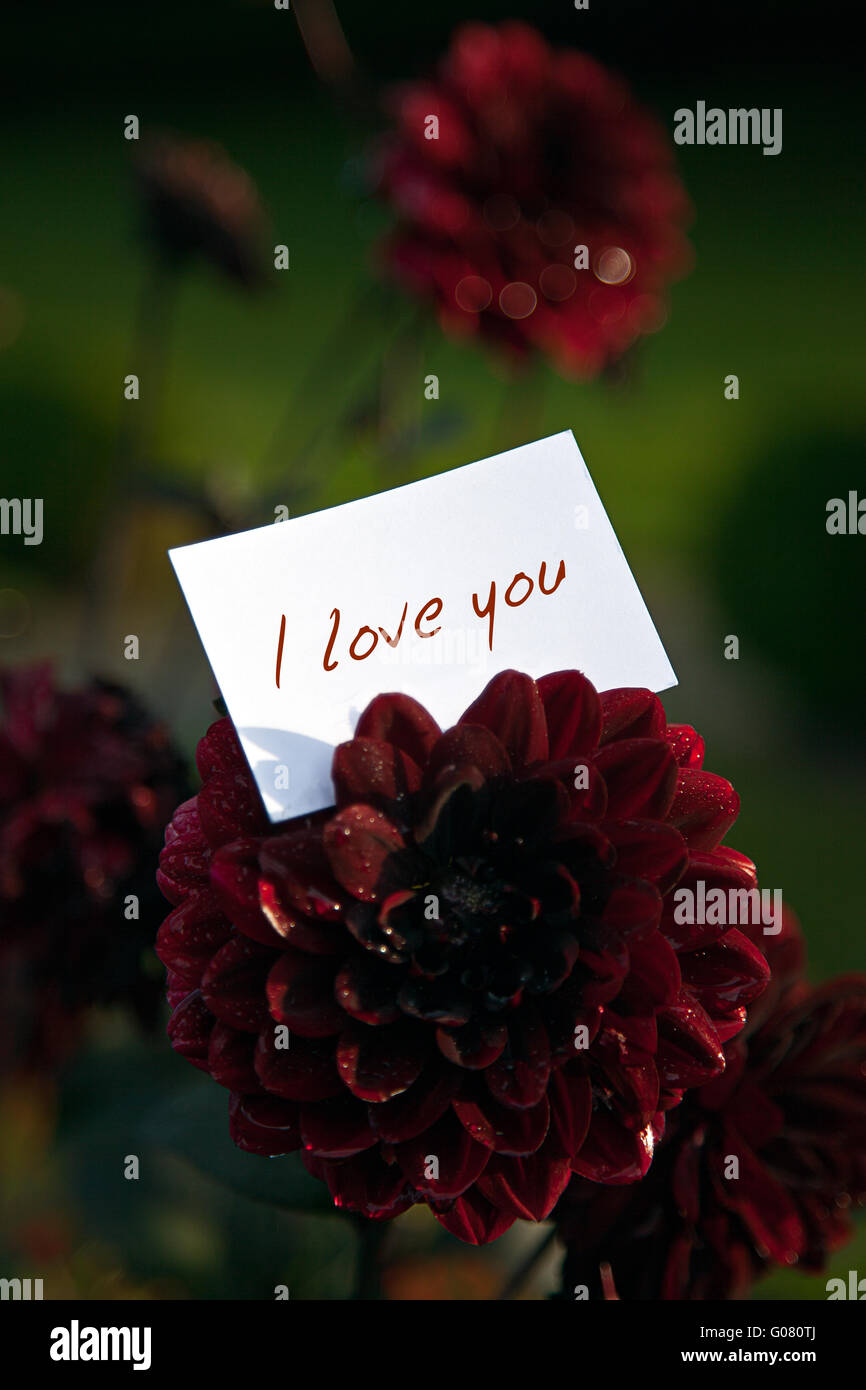 The words I love you on paper in a flower Stock Photo - Alamy