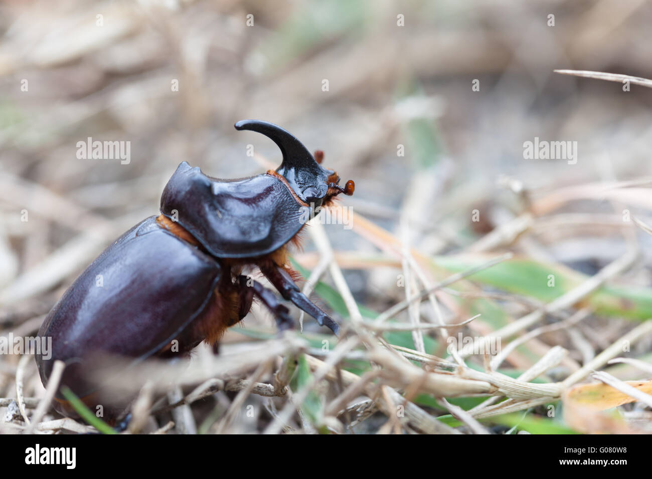 European rhinoceros beetle (Oryctes nasicornis Stock Photo - Alamy
