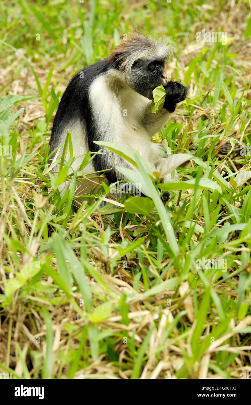Red monkey hi-res stock photography and images - Alamy