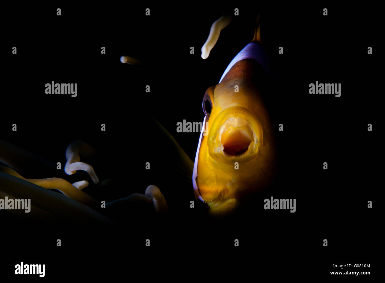 Anemonefish mouth hi-res stock photography and images - Alamy