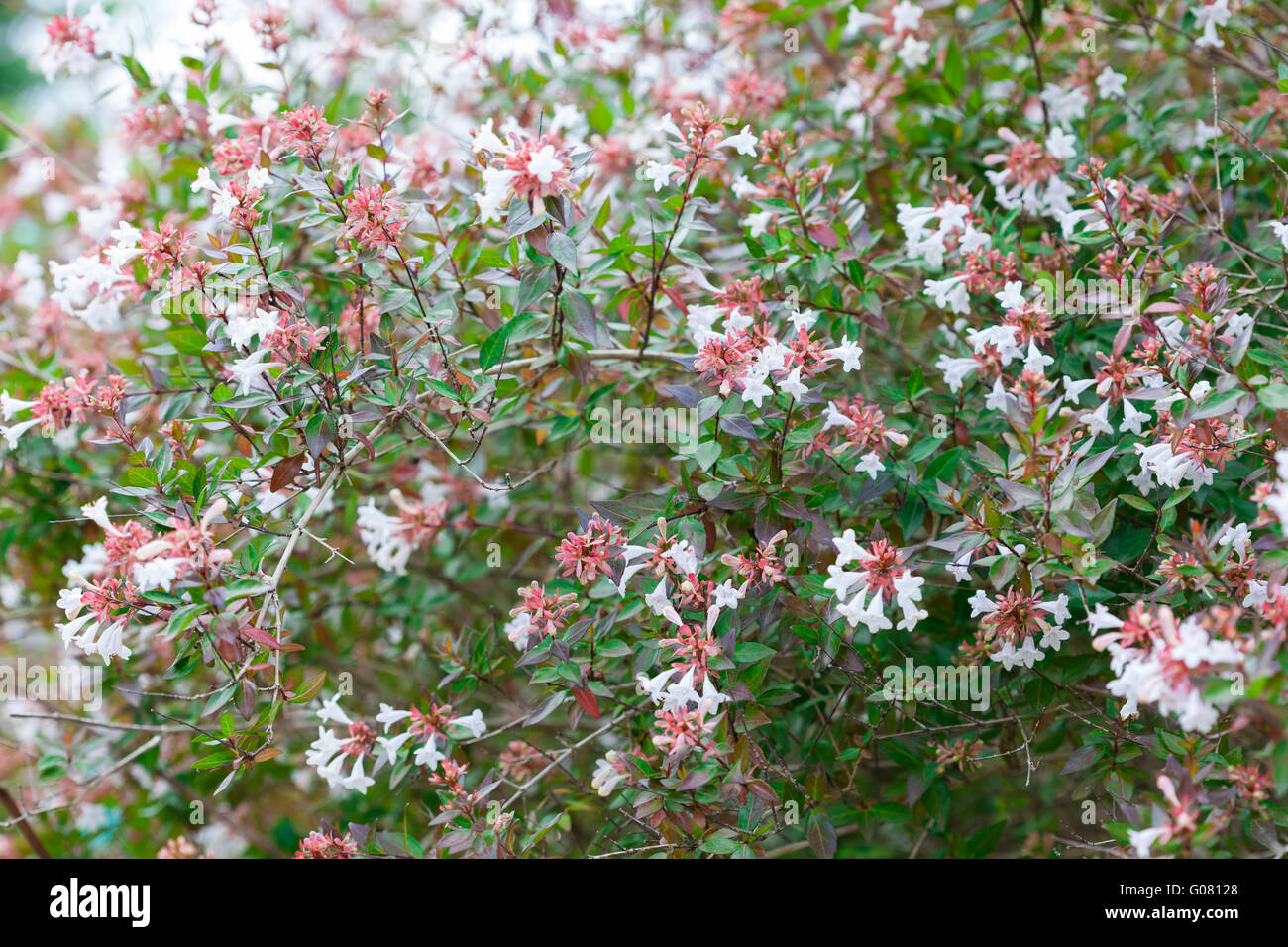 The shrub Abelia with white flowers Stock Photo - Alamy