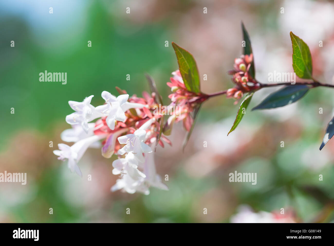 The shrub Abelia with white flowers Stock Photo - Alamy