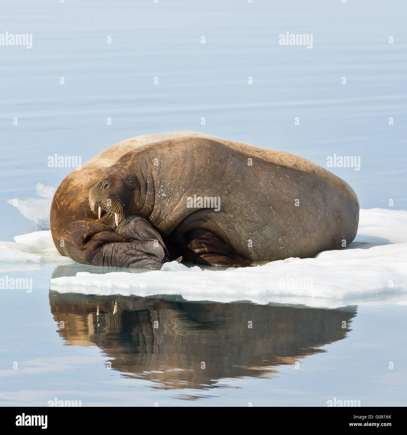 Walrus sleeping iceberg hi-res stock photography and images - Alamy