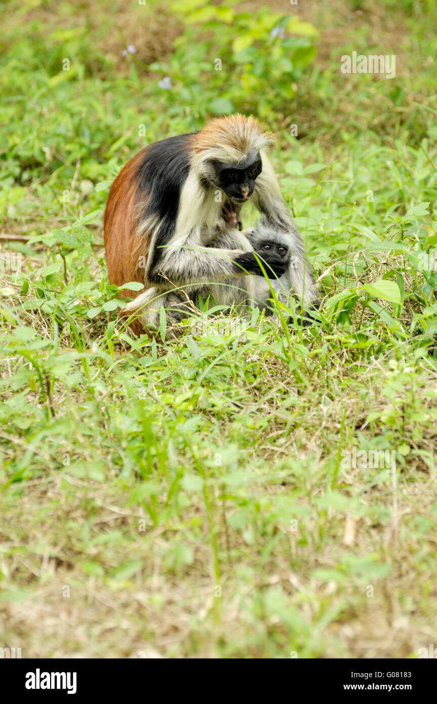 Animal monkey young baby colobus hi-res stock photography and images ...