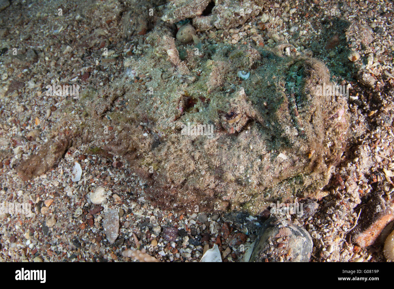 Stonefish (Synanecia Verrucosa) Hiding in the sand Stock Photo - Alamy
