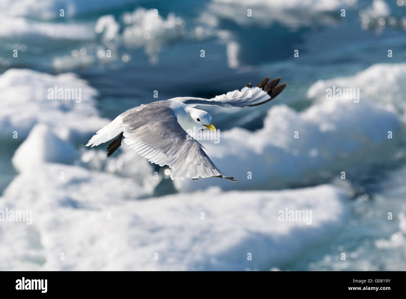 Black legged kittiwake rissa tridactyla fishing hi-res stock ...