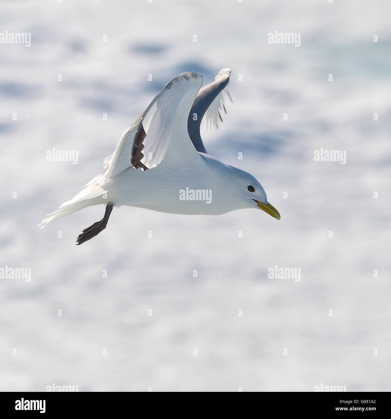 A black-legged kittiwake flying next to our ship as we sailed through ...