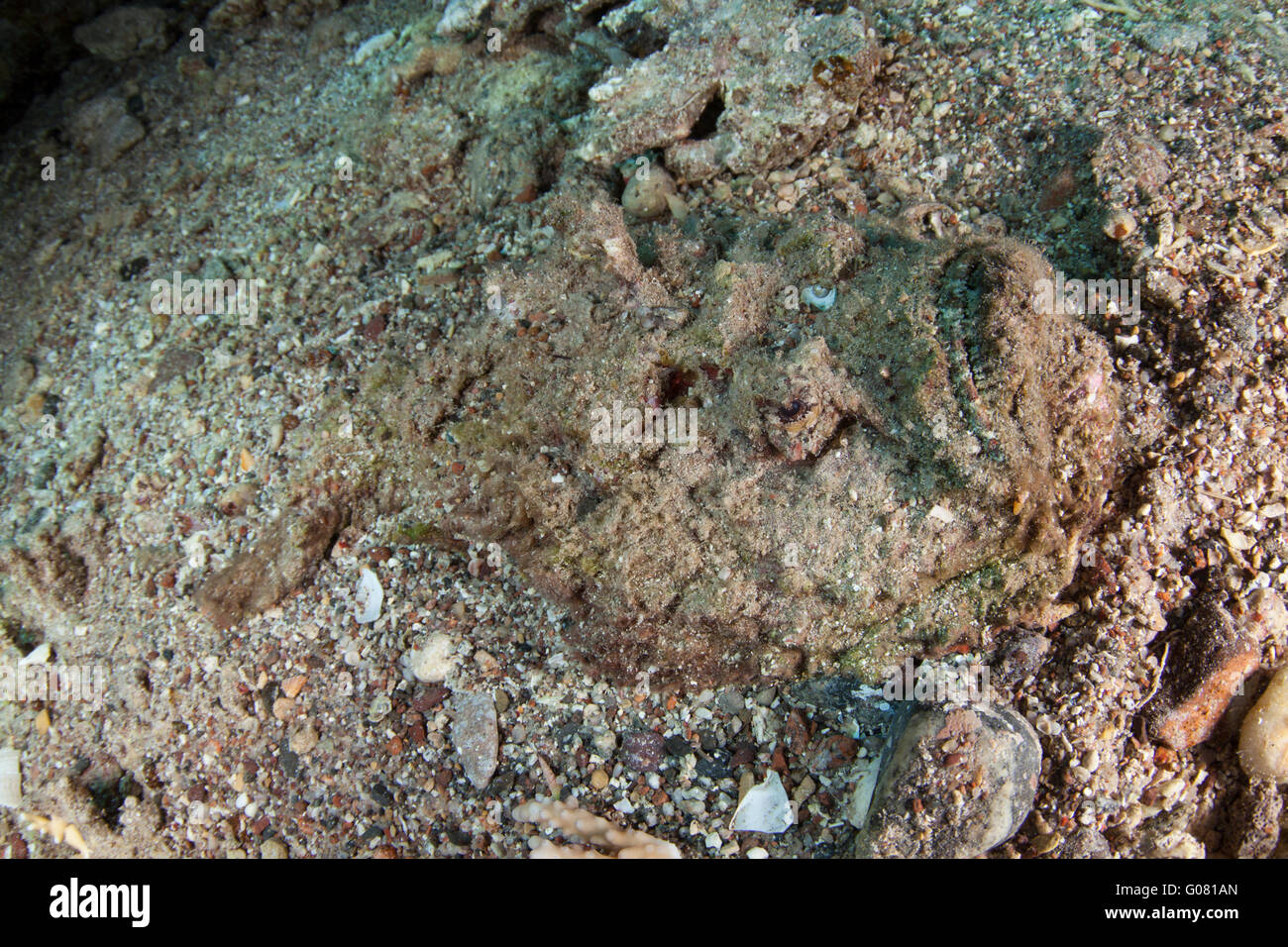 Stonefish (Synanecia Verrucosa) Hiding in the sand Stock Photo - Alamy