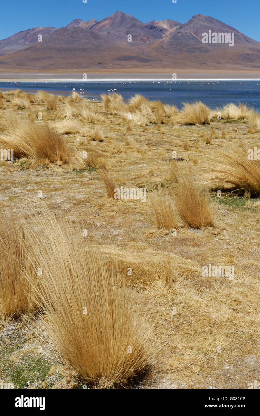 Landscape from the Atacama desert in Bolivia Stock Photo - Alamy