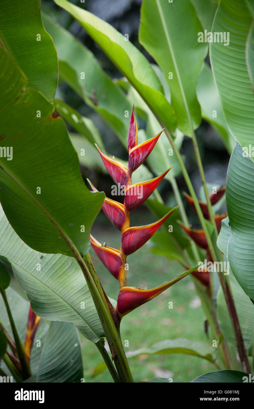 Beautiful heliconia in the rain forest Stock Photo - Alamy