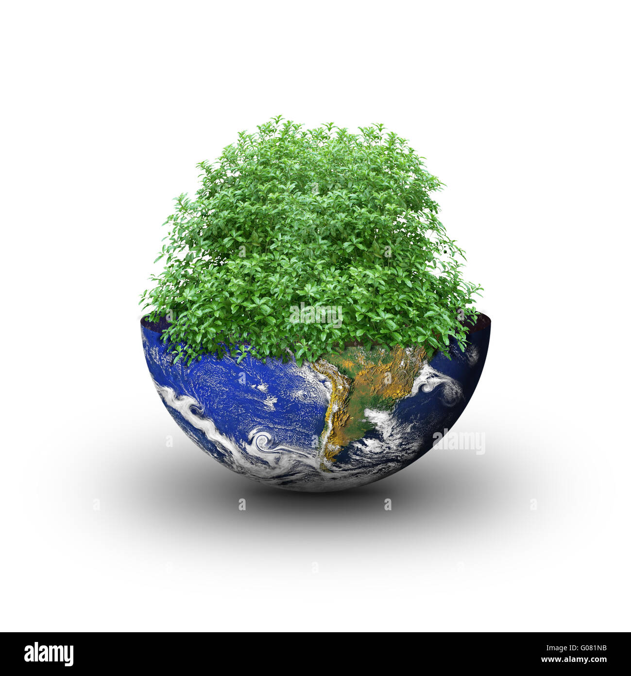 tree inside the earth isolated on a white backgrou Stock Photo - Alamy