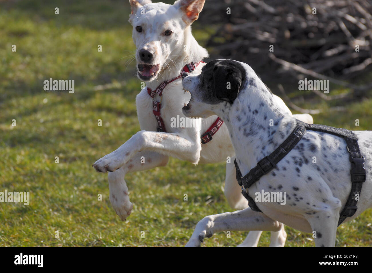 Action dog hi-res stock photography and images - Alamy