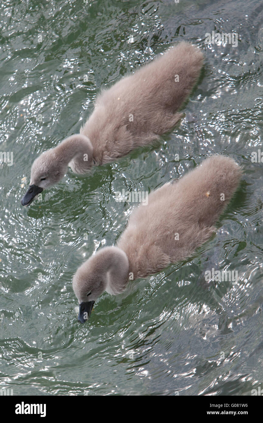 Grey Swan High Resolution Stock Photography and Images - Alamy