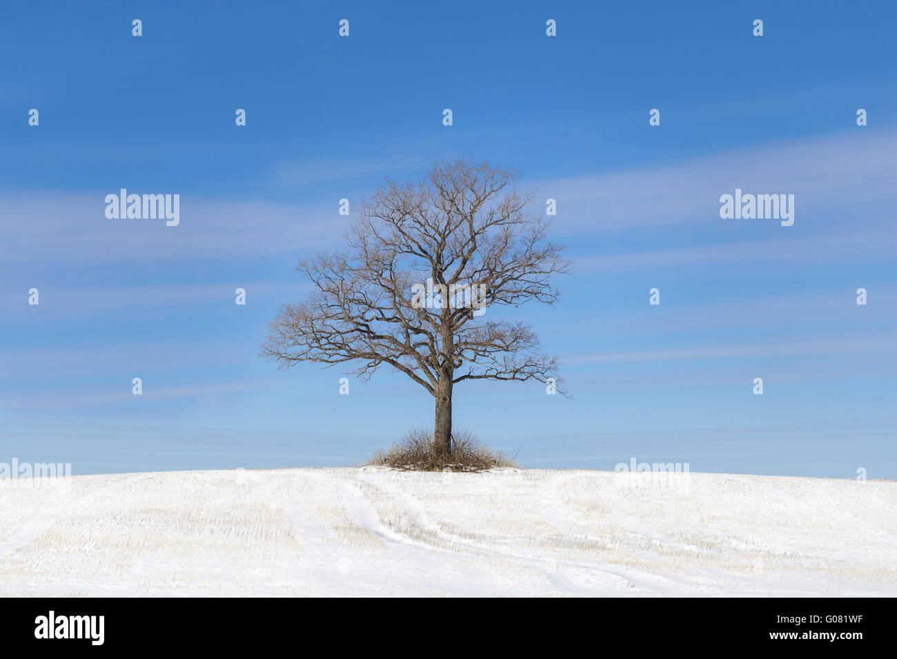 Old tree on snowy field on a blue sky bakground Stock Photo - Alamy