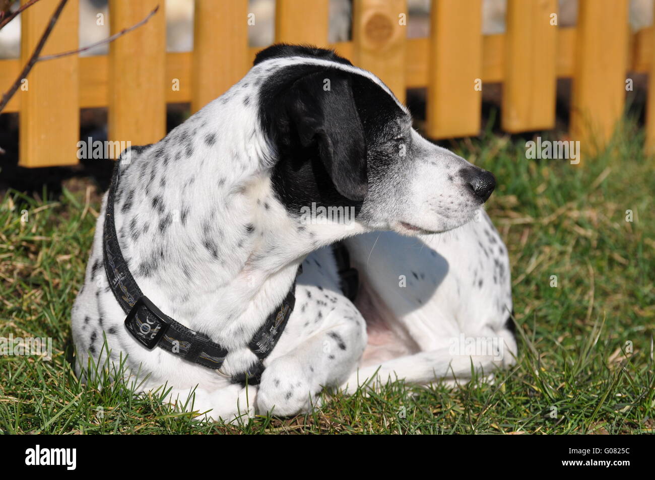 dog in the sun Stock Photo - Alamy