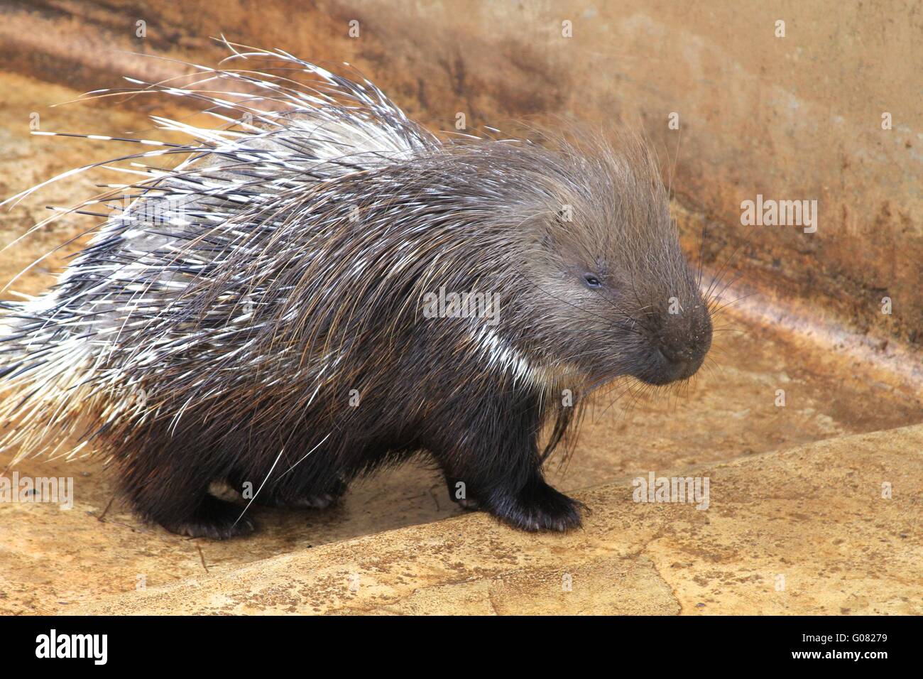 Safari zoo majorca hi-res stock photography and images - Alamy