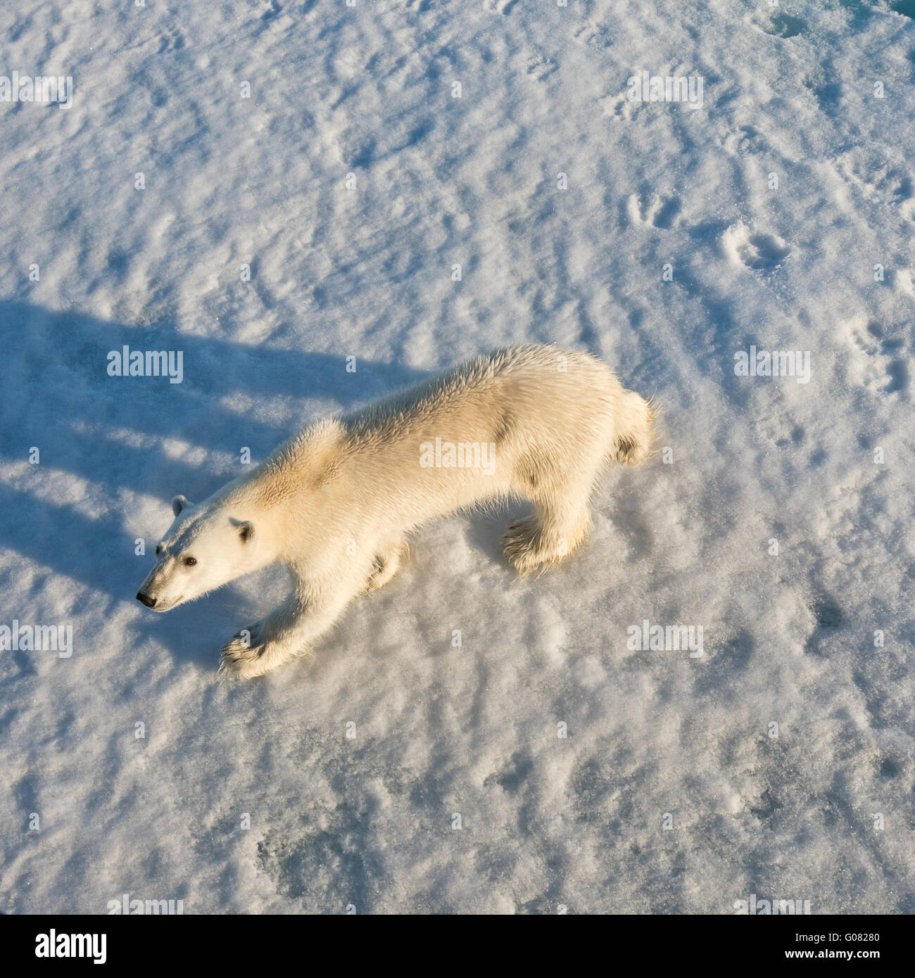 Approaching bear hi-res stock photography and images - Alamy