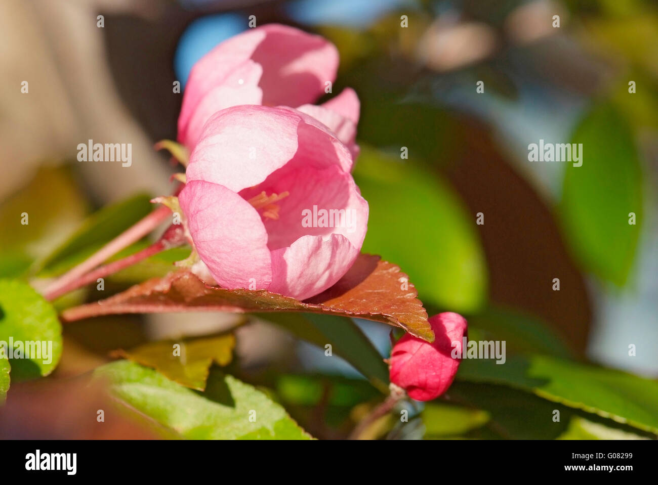 close up flowering branch of apple-tree Stock Photo - Alamy