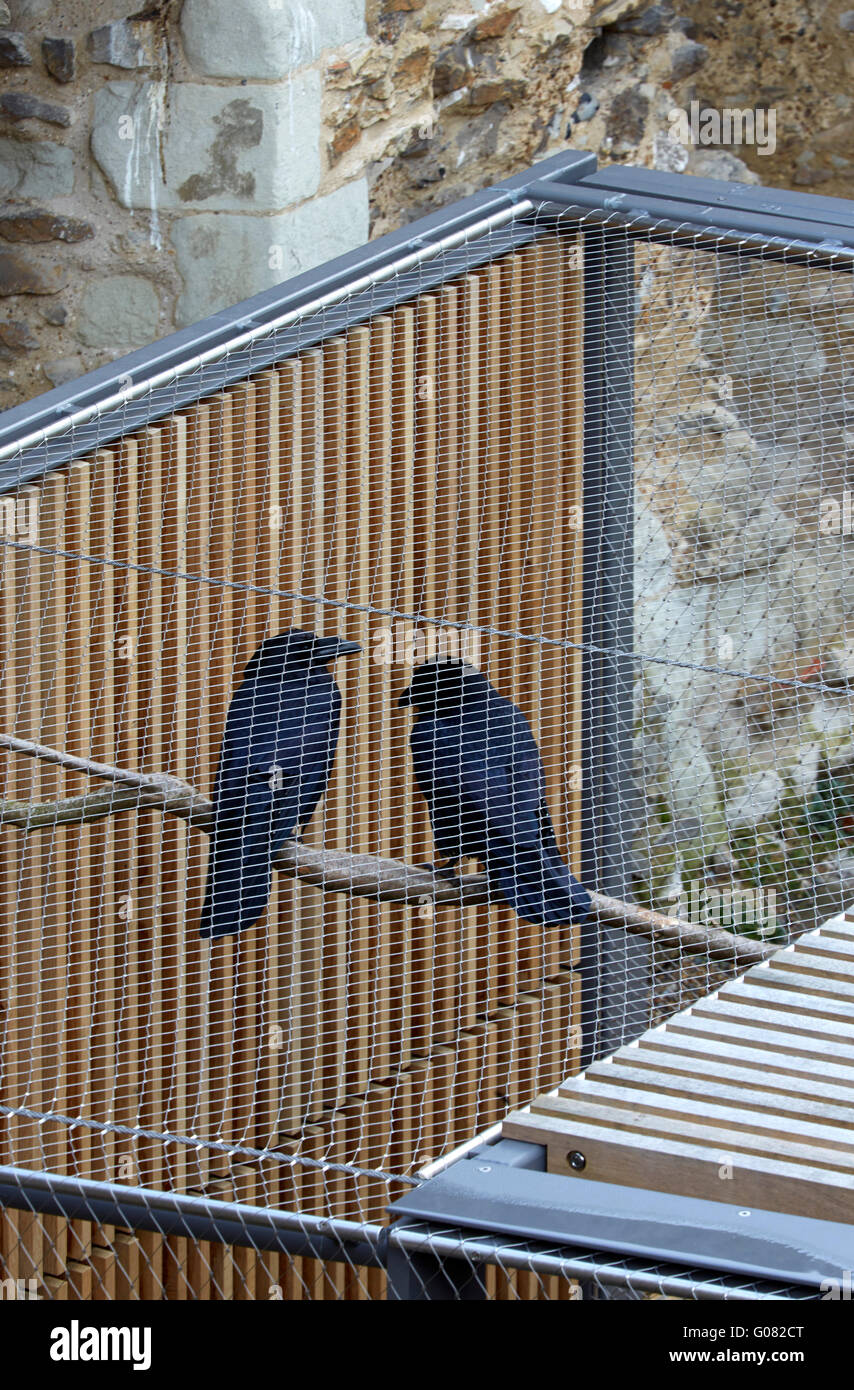 Tower of london raven enclosure hi-res stock photography and images - Alamy