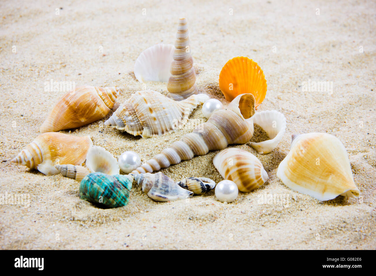 The exotic sea shell . treasure from the sea Stock Photo - Alamy