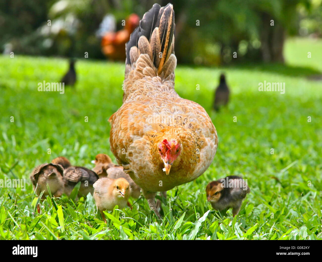 Free-running chicken and chicks Stock Photo - Alamy