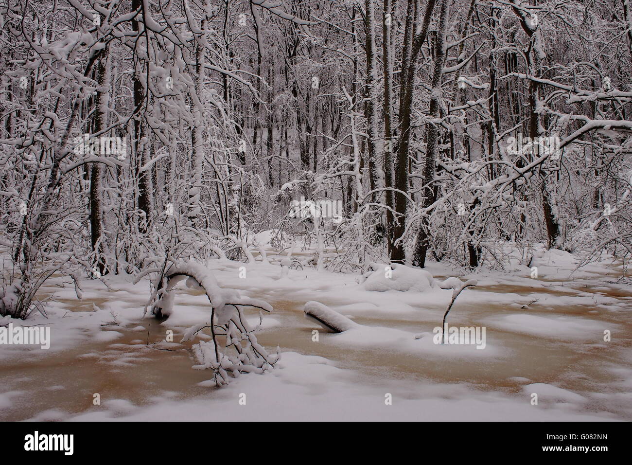 Winterly Forest Lake Turf Mud Stock Photo - Alamy