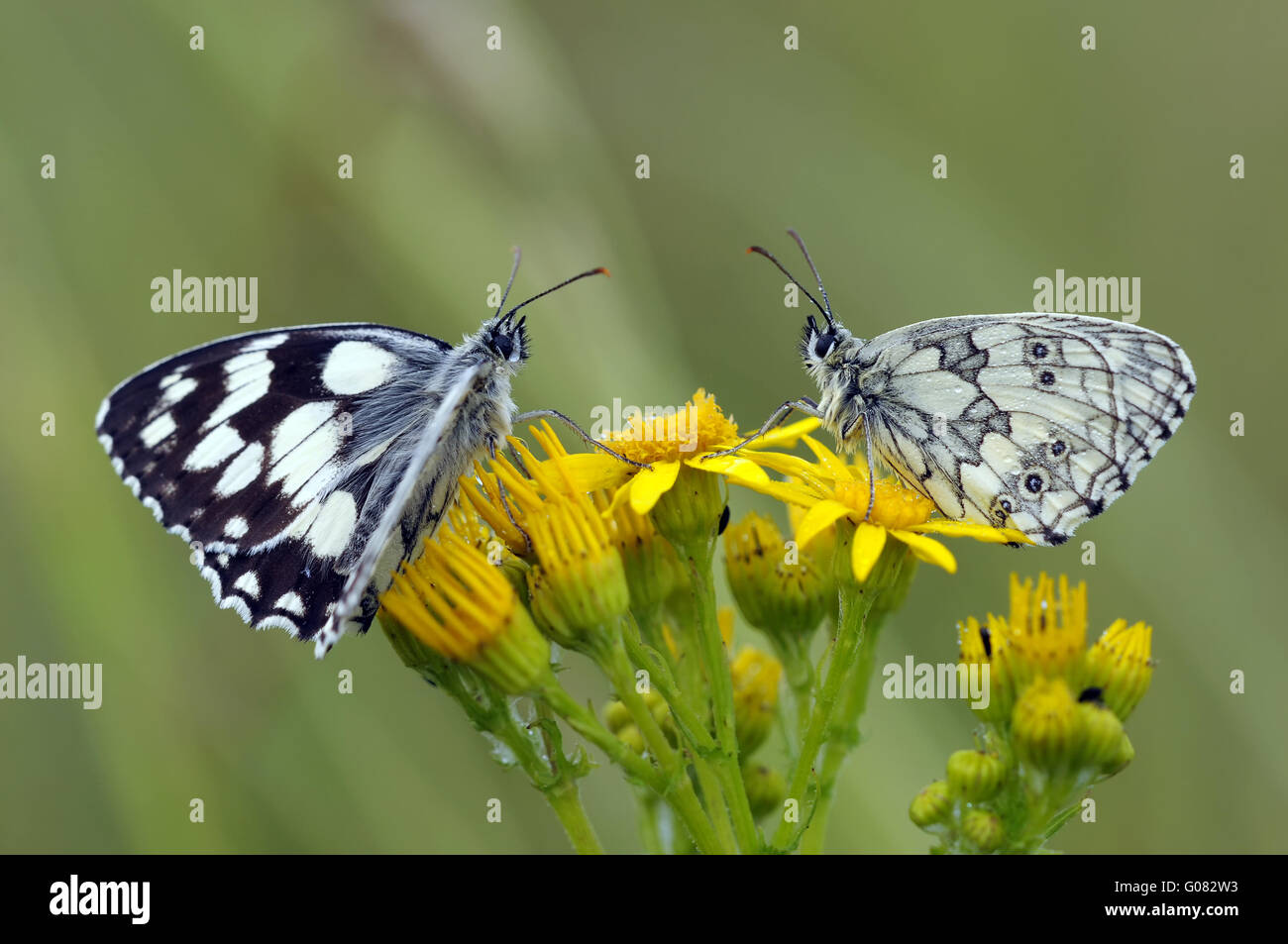 Pure white beauties hi-res stock photography and images - Alamy
