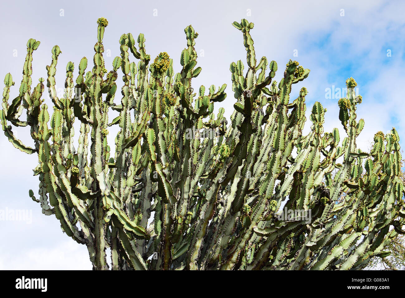 Euphorbia tree hi-res stock photography and images - Alamy