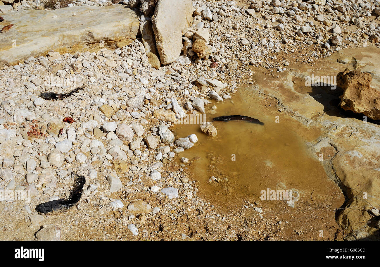 The died catfish in the dried up channel of the river Stock Photo - Alamy