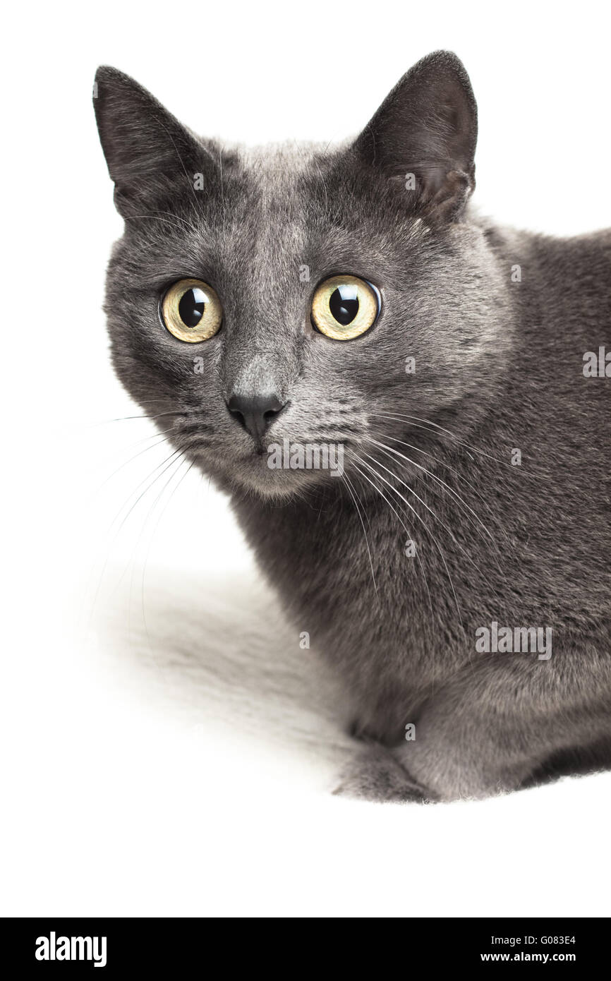 grey cat sitting on white rug background isolated Stock Photo - Alamy