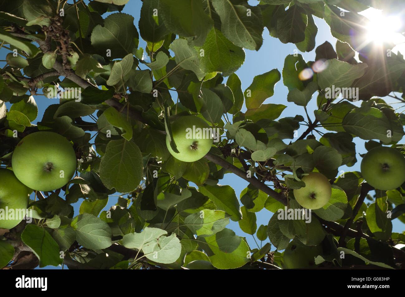 Flare through tree hi-res stock photography and images - Alamy