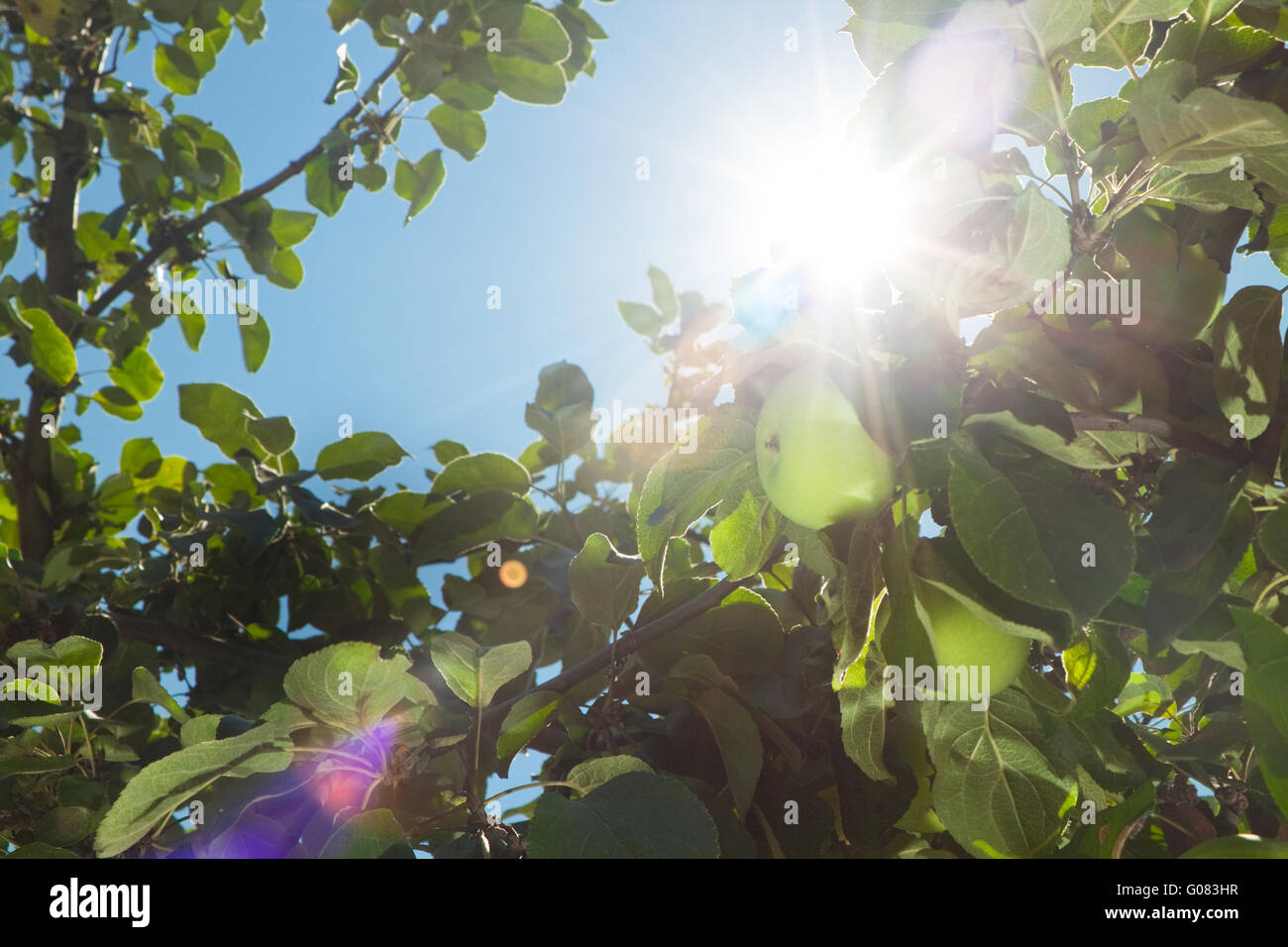 sun rays go through apple tree leafs background Stock Photo - Alamy