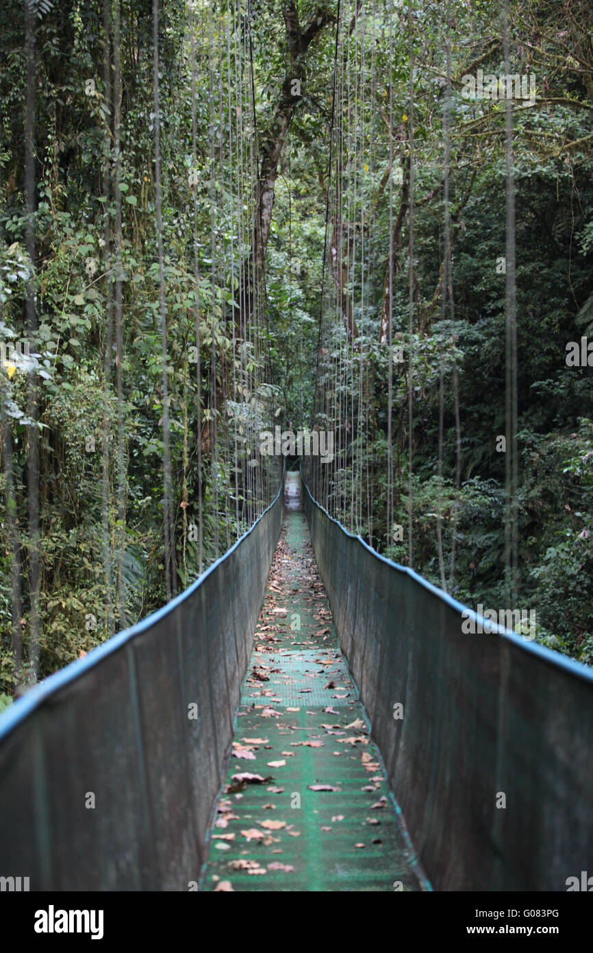 Hanging bridge in the rain forest Stock Photo - Alamy