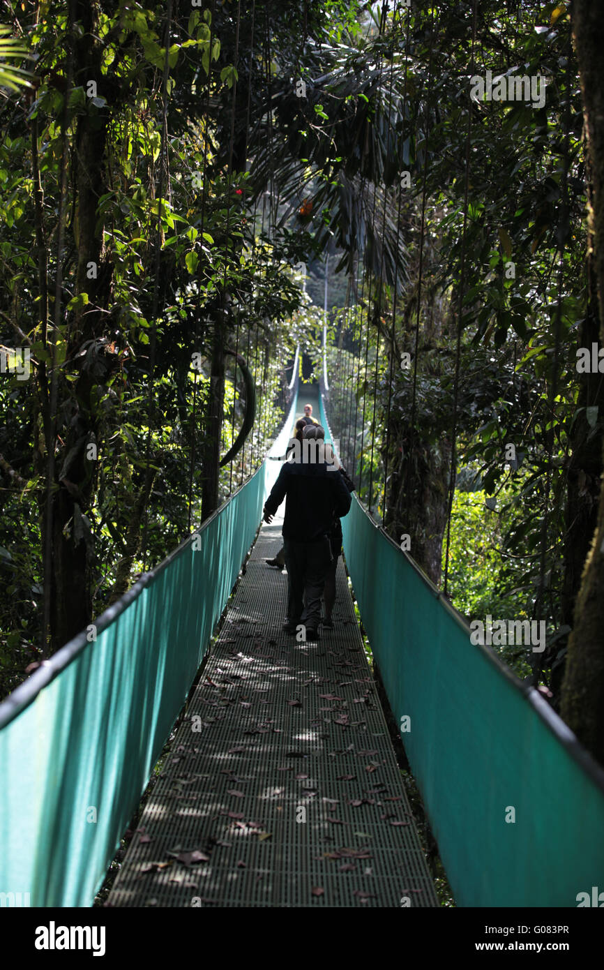 Hanging bridge in the rain forest Stock Photo - Alamy