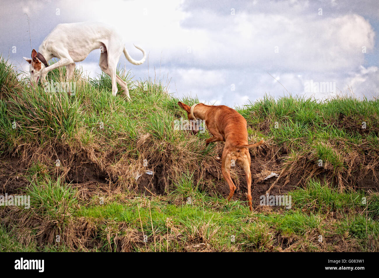 Podencos at hunting Stock Photo - Alamy