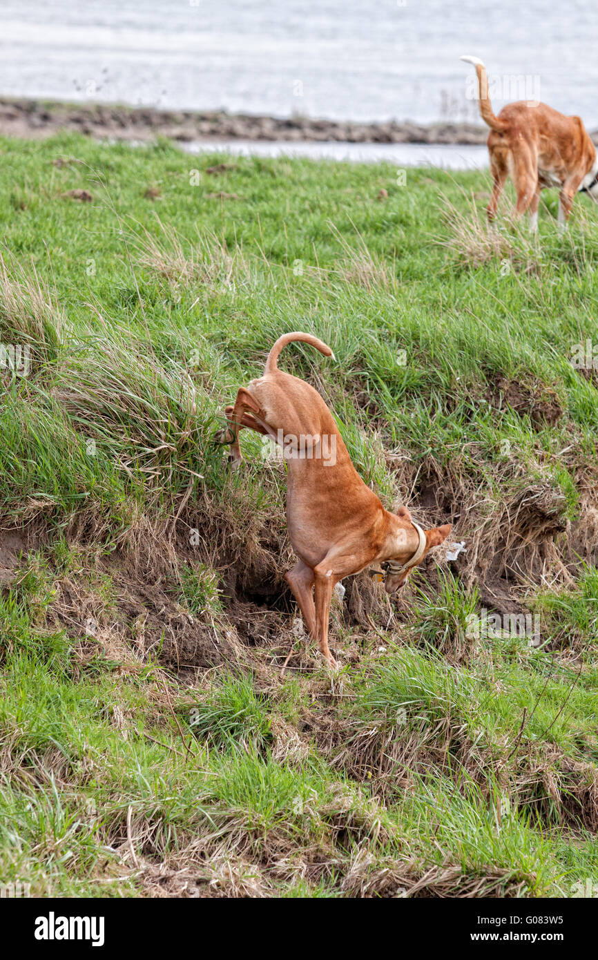 Podencos hi-res stock photography and images - Alamy