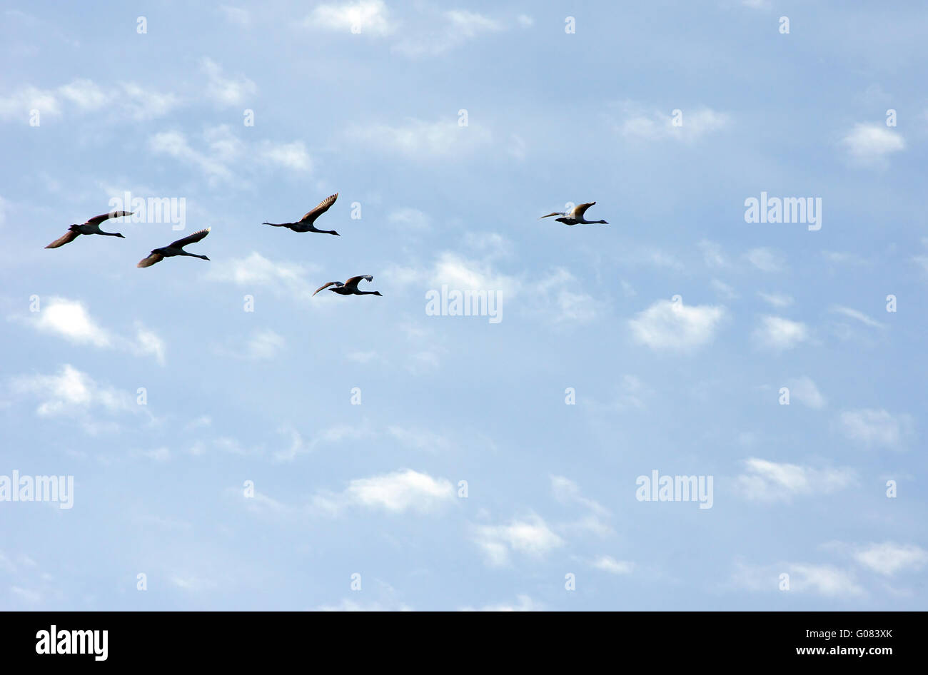 Swans in the flight Stock Photo - Alamy