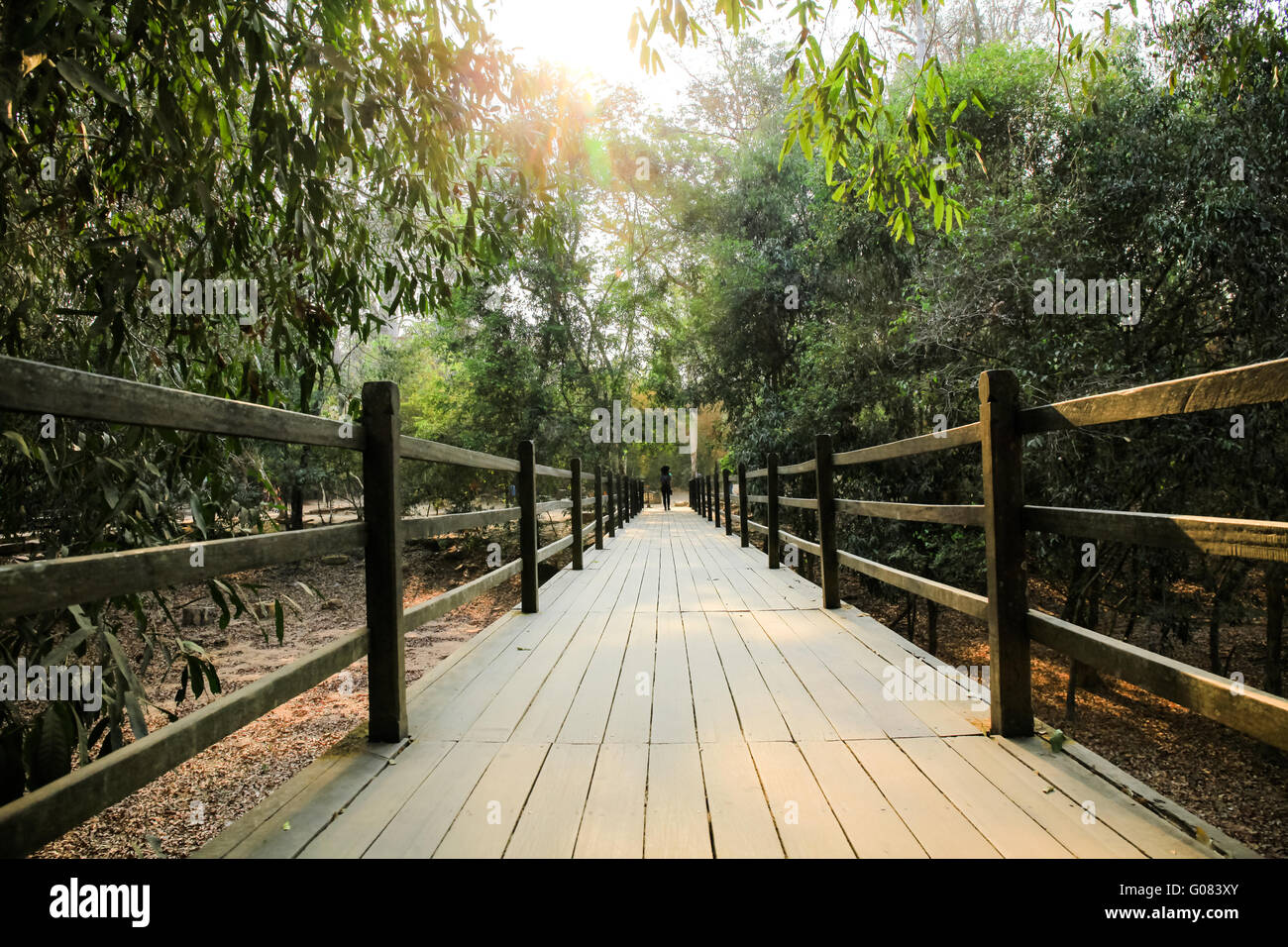 Green forest nature bridge trail during sunset Stock Photo - Alamy