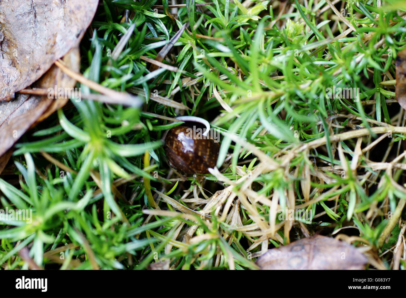 Snail shell in the grass Stock Photo - Alamy